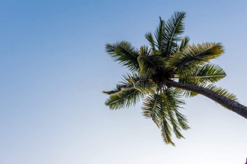 Coconut Trees Palms Against the Blue Sky of India Stock Photo - Image ...