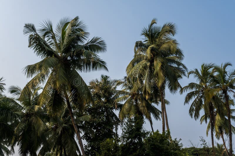 Coconut Trees Palms Against the Blue Sky of India Stock Image - Image ...
