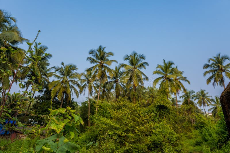Coconut Trees Palms Against the Blue Sky of India Stock Photo - Image ...
