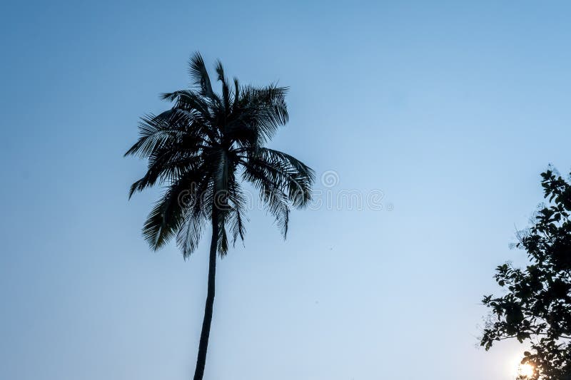 Coconut Trees Palms Against the Blue Sky of India Stock Photo - Image ...