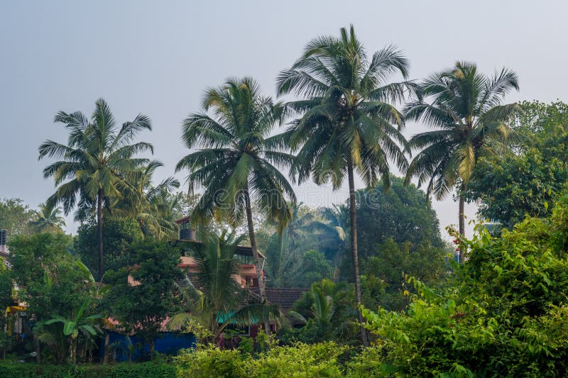Coconut Trees Palms Against the Blue Sky of India Stock Photo - Image ...