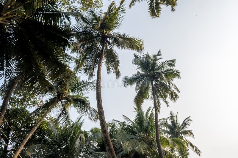 Coconut Trees Palms Against the Blue Sky of India Stock Photo - Image ...