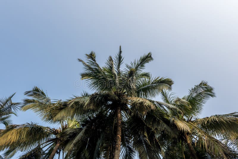 Coconut Trees Palms Against the Blue Sky of India Stock Photo - Image ...