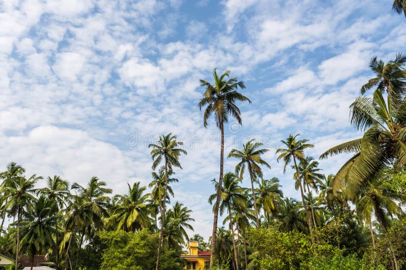 Coconut Trees Palms Against the Blue Sky of India Stock Photo - Image ...