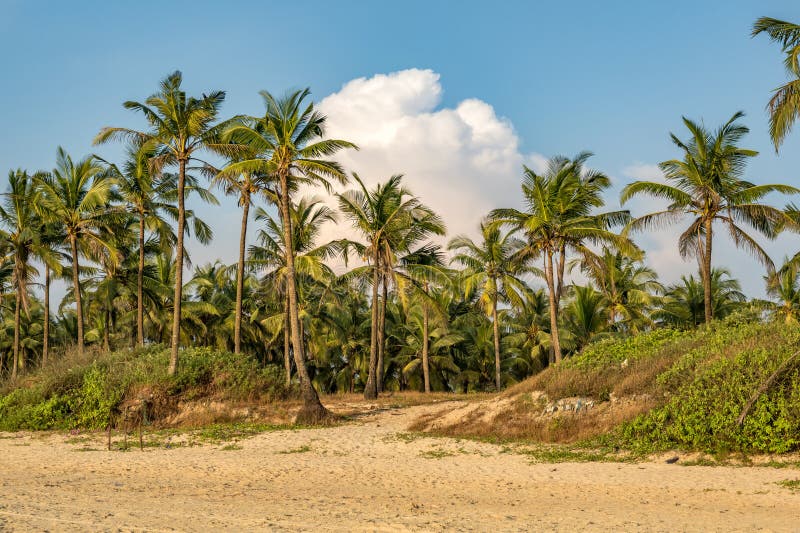 Coconut Trees Palms Against the Blue Sky of India Stock Image - Image ...