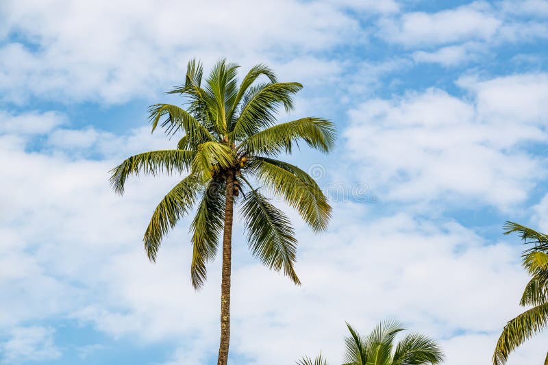 Coconut Trees Palms Against the Blue Sky of India Stock Photo - Image ...