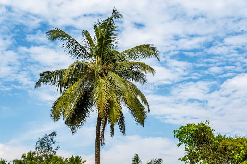 Coconut Trees Palms Against the Blue Sky of India Stock Photo - Image ...