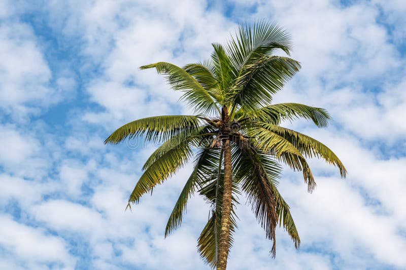 Coconut Trees Palms Against the Blue Sky of India Stock Photo - Image ...