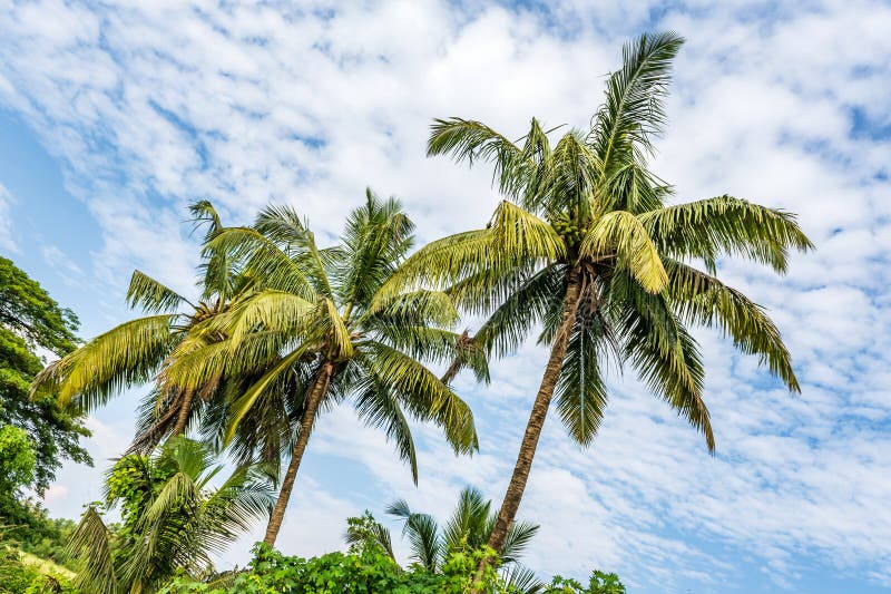 Coconut Trees Palms Against the Blue Sky of India Stock Image - Image ...