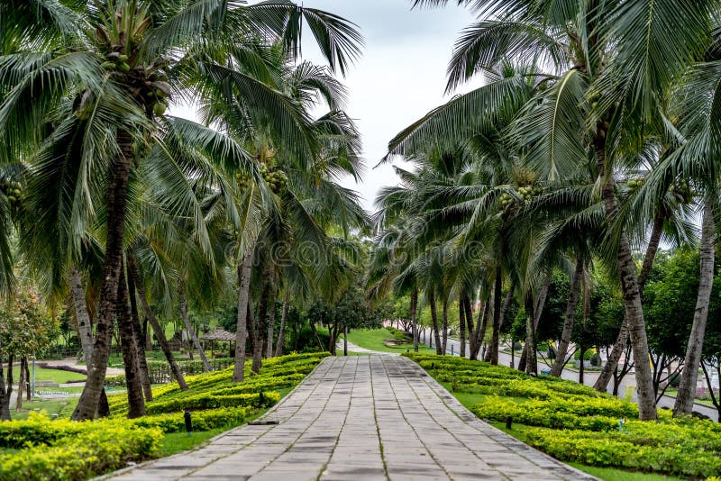 Coconut trees in the park stock photo. Image of tree - 107712274
