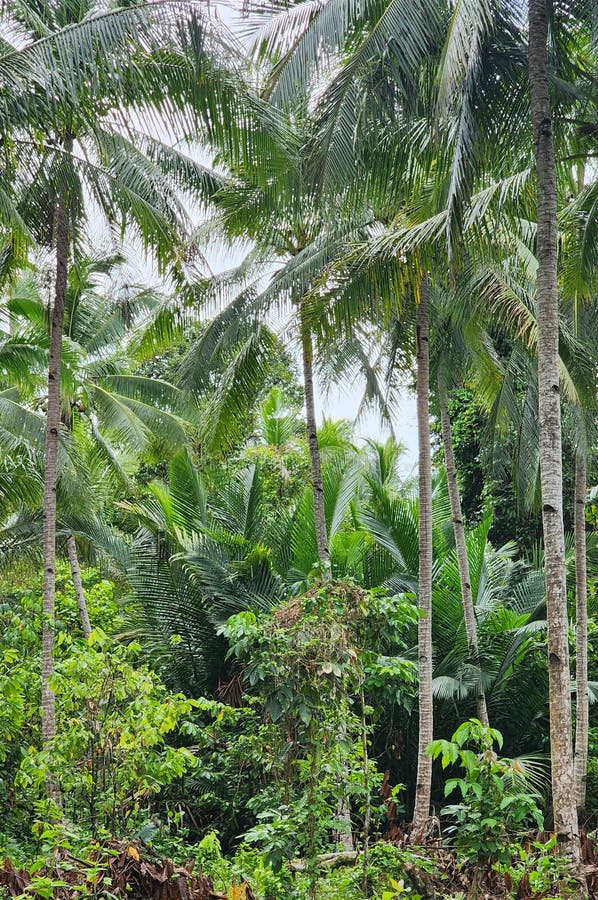 Coconut Trees Plantations Next To the Tropical Forest Stock Photo ...