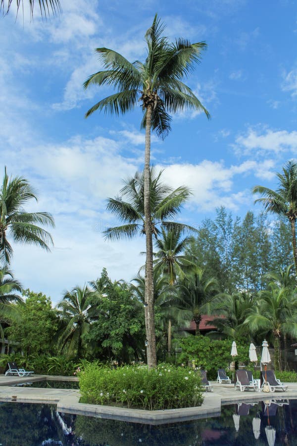 Coconut trees stock image. Image of natural, idyllic - 77123767