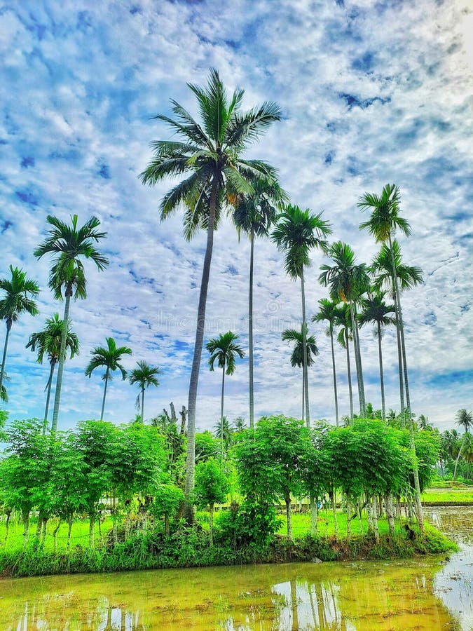 Coconut Trees in Rice Fields Stock Photo - Image of fields, field ...