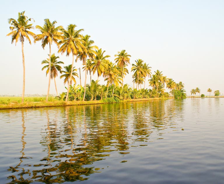 Coconut trees in a row stock photo. Image of bank, generic - 13171964