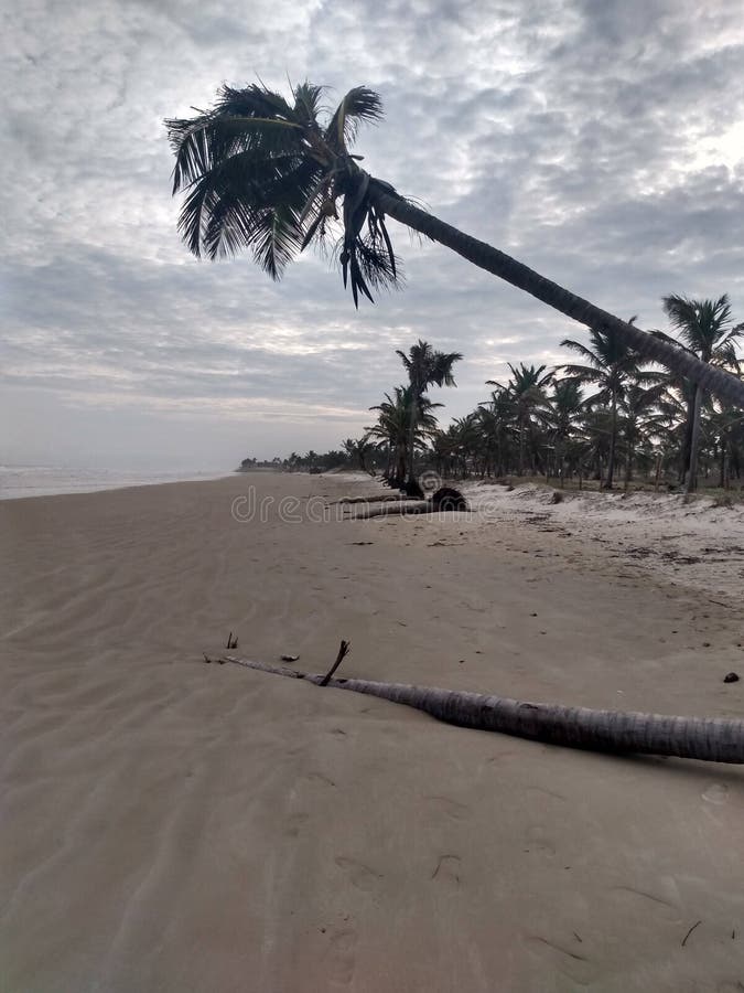 Coconut trees sand and sea stock photo. Image of shore - 219646100
