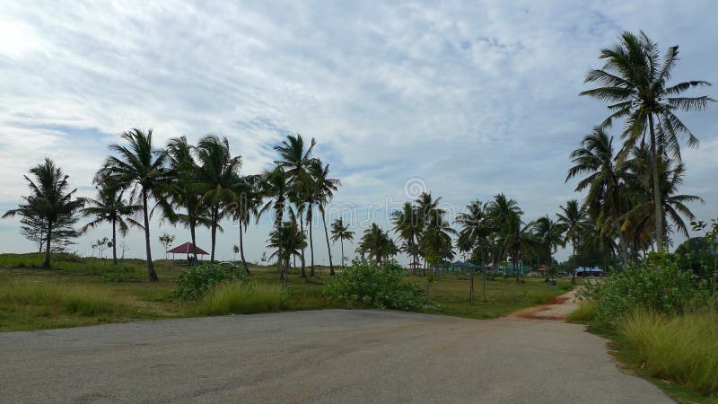 Coconut trees scenery stock photo. Image of malaysia - 48576416