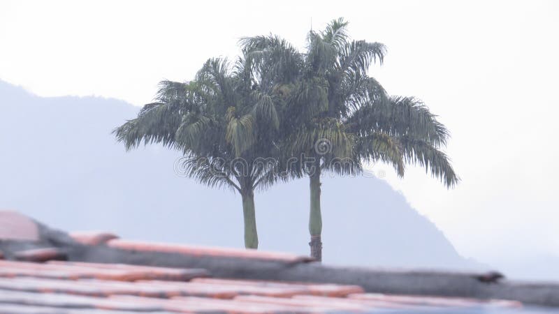 Coconut Trees Seen from Afar at the Foot of Roofs Stock Image - Image ...