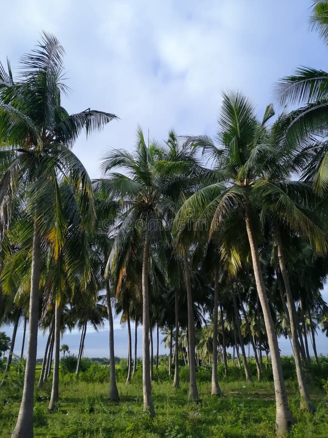 Coconut Trees .series of Coco Nut Trees in Rural Stock Photo - Image of ...