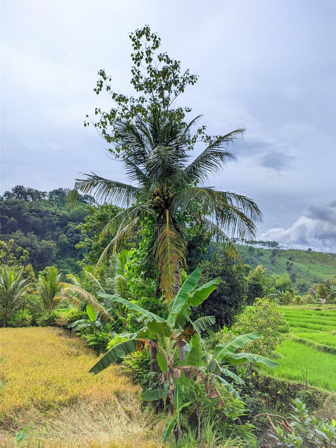 Coconut Trees Side by Side with Banana Trees Stock Photo - Image of ...