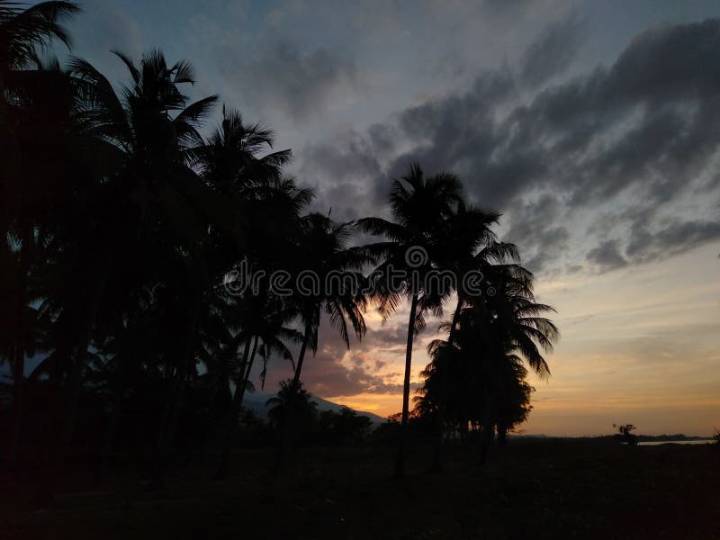 Coconut Trees Side by Side with Dusk Stock Photo - Image of silhouette ...