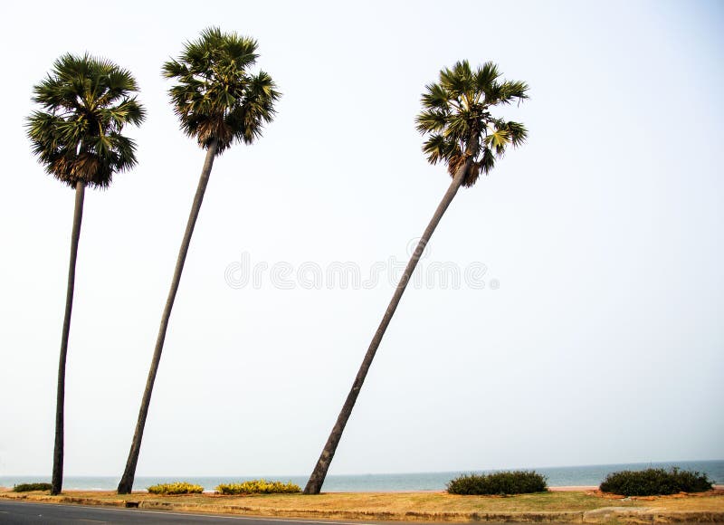 3 Coconut Trees on the Sidewalk Behind the Sea Stock Image - Image of ...