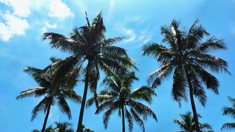 Coconut Trees with Sky Blue Stock Image - Image of vacation, tropics ...