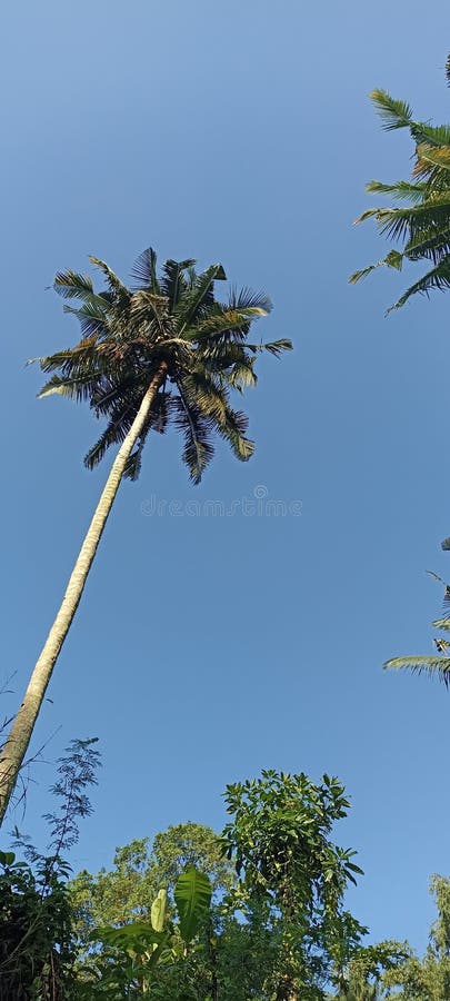 Coconut Trees when the Sky is Clear Stock Image - Image of coconut ...