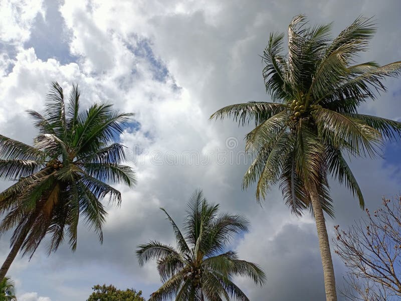Coconut Trees Sky and Clouds with Sky Fruit Stock Photo - Image of ...