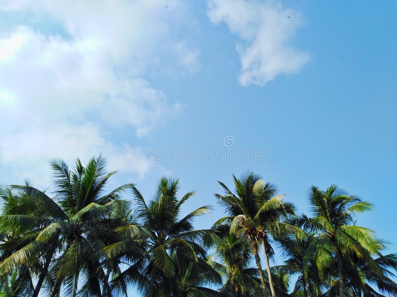 Coconut Trees, Sky View, Beautiful Clouds Stock Image - Image of ...