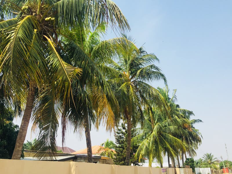 Coconut trees in the sky stock photo. Image of yellowish - 140905676