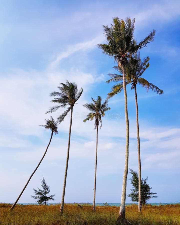 Coconut Trees Standing Against Blue Sky Stock Image - Image of tropical ... Coconut Trees Standing Against Blue Sky Stock Image - Image of tropical ...