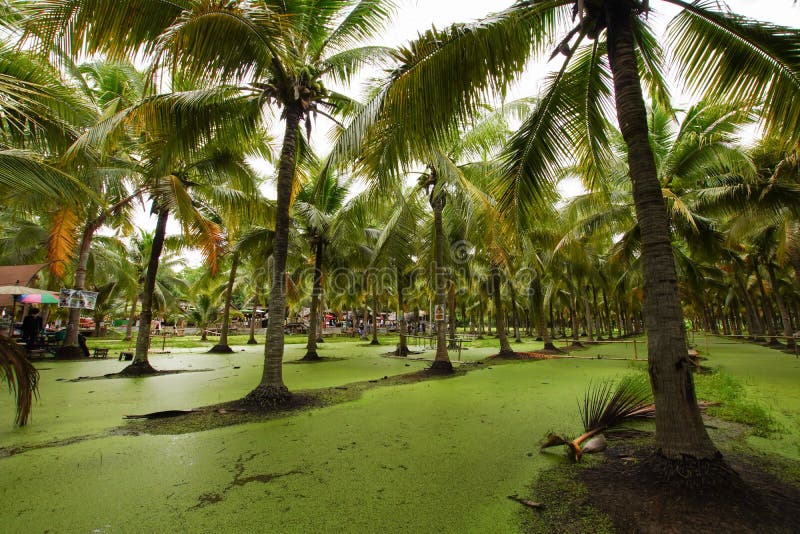 Coconut Trees Standing in Line. Stock Image - Image of tree, vegetation ...