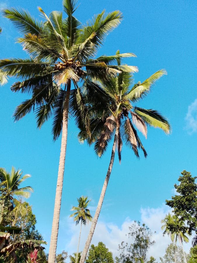 Coconut Trees stock photo. Image of standing, tall, coconut - 372294808