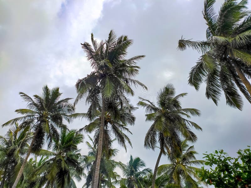 Coconut Trees Standing Tall in the Field Stock Image - Image of tree ...