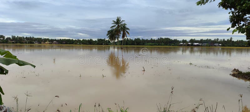 Coconut Trees Standing Tall with Shadows in the Flood Waters Stock ...