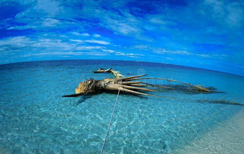 Coconut Trees that are Stranded in the Sea Make a Good Object Stock ...