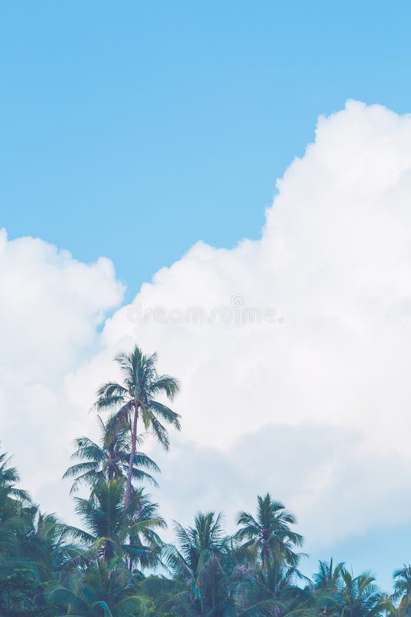 Coconut Trees that Stretch Along the Beach and Clouds Floating in the ...