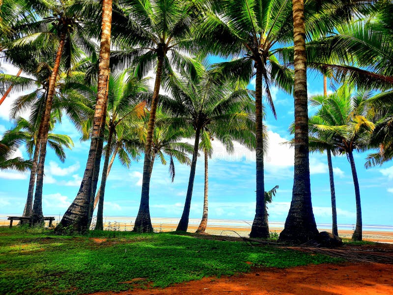 Coconut Trees in the Summer Stock Image - Image of green, forest: 224472141