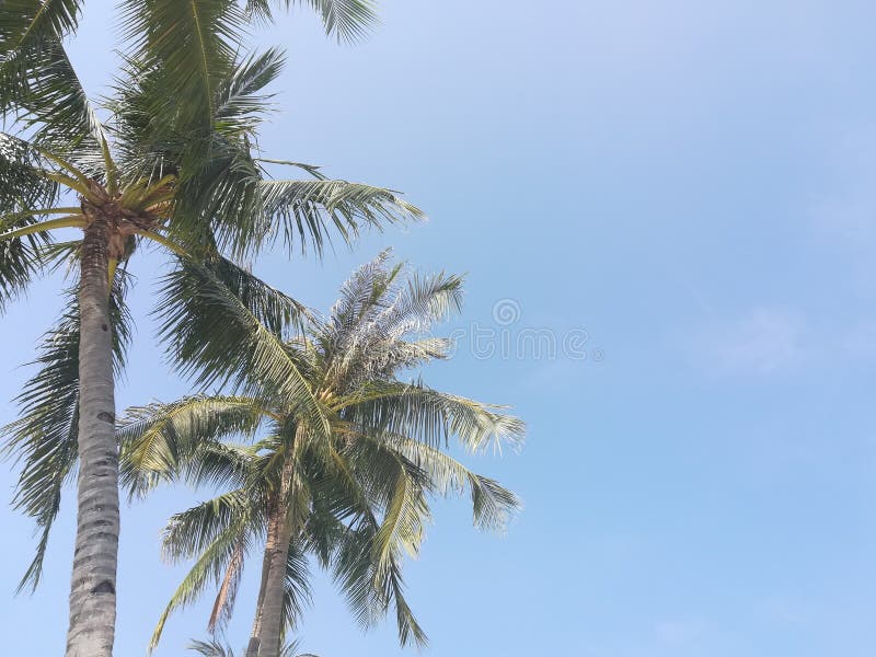 Coconut Trees during Summer Day Stock Photo - Image of garden ...