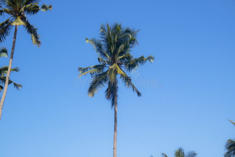 Coconut Trees Grow Abundantly on Tropical Island in Summer Stock Image ...