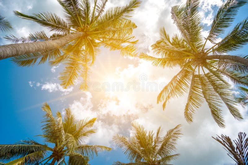 Coconut Trees and Sun with Clouds Over the Sky. Summer Concept Stock ...