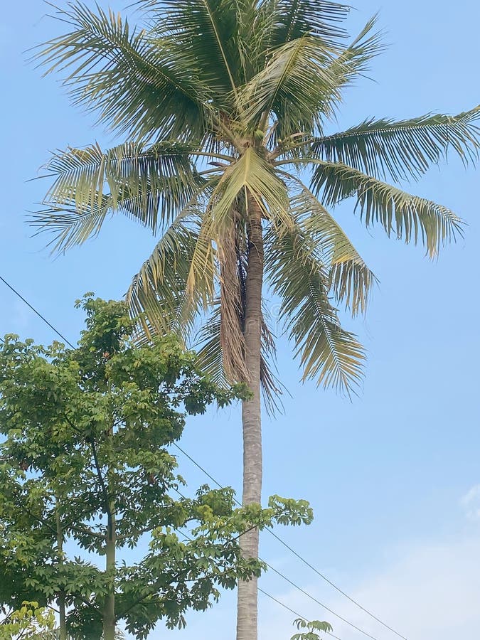 Coconut Trees and Sunny Weather Stock Photo - Image of trees, weathera ...