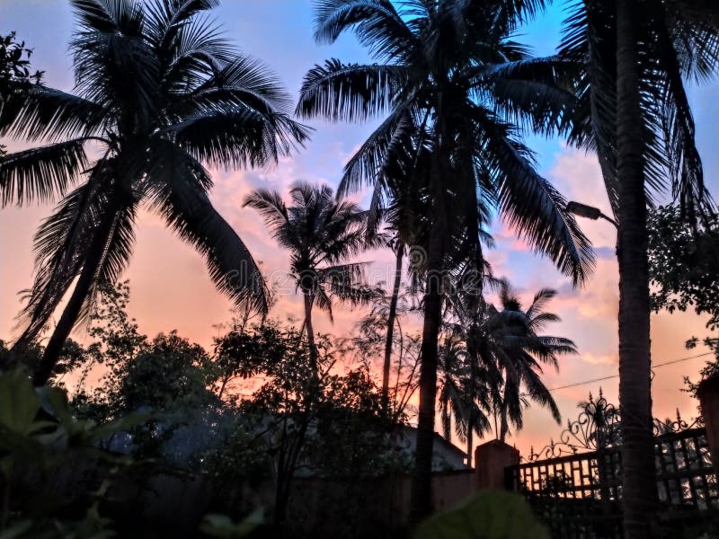 Coconut trees with sunset stock photo. Image of nature - 196710580