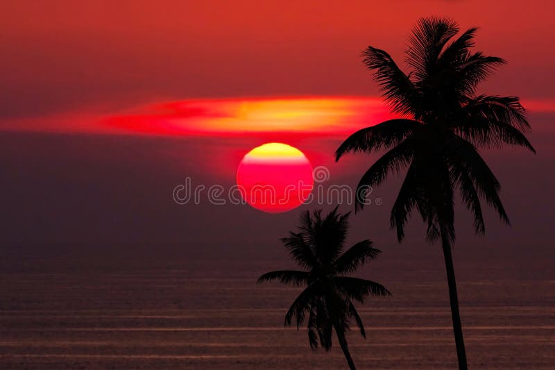 Coconut Trees with Sunset at Beach Stock Photo - Image of evening ...