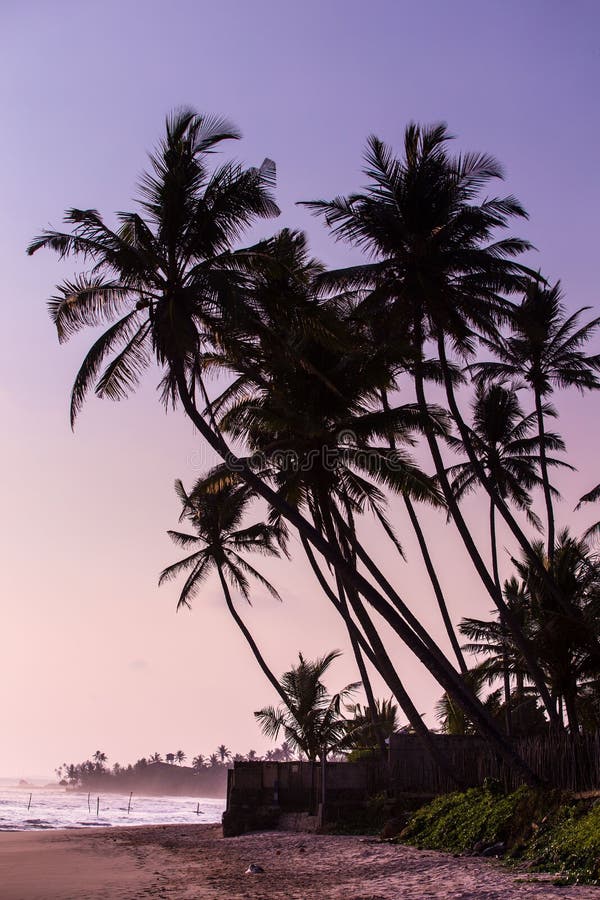 Coconut trees at sunset stock image. Image of serenity - 144992919