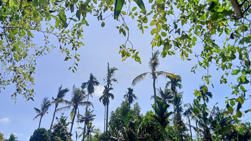 Coconut Trees with Sunshine on Afternoon View Stock Image - Image of ...