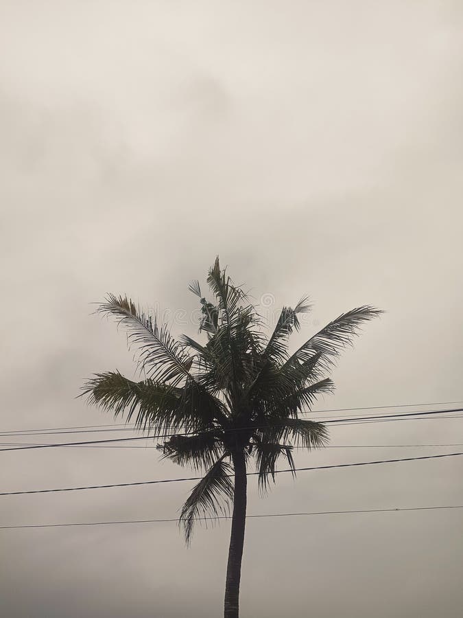Coconut Trees Sway To the Wind Stock Image - Image of pohon, trees ...