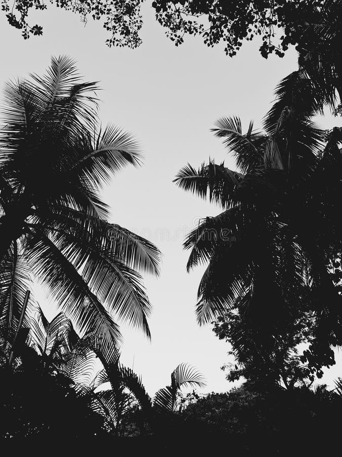 Coconut Trees Swaying in the Air Stock Image - Image of foliage ...