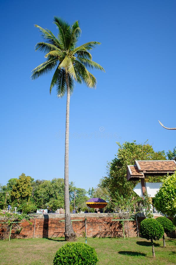 Coconut Trees Tall Dominant Stock Photos - Free & Royalty-Free Stock ...