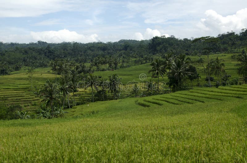 Coconut Trees in the Terraced Rice Fields Stock Photo - Image of ...